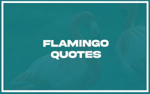 113 Best Flamingo Quotes (with Commentary) - Burning For Success