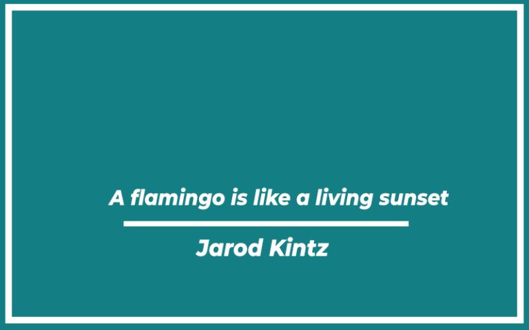 113 Best Flamingo Quotes (with Commentary) - Burning For Success