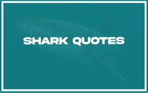 114 Best Shark Quotes (with Commentary) - Burning For Success
