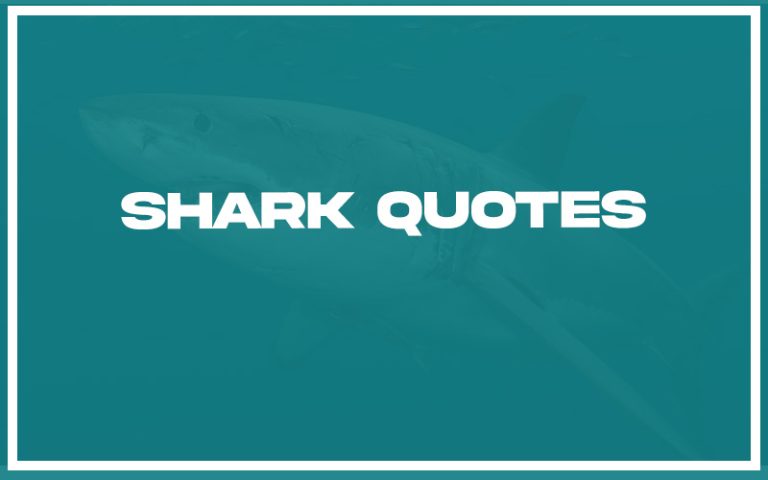 114 Best Shark Quotes (with Commentary) - Burning For Success