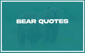 113 Best Bear Quotes (with Commentary) - Burning For Success