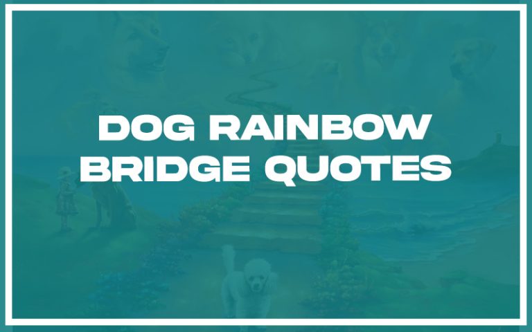 113 Best Dog Rainbow Bridge Quotes (with Commentary) - Burning For Success