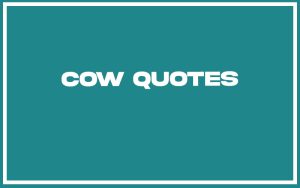 115 Best Cow Quotes (with Commentary) - Burning For Success