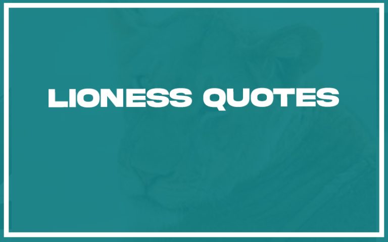 115 Best Lioness Quotes (with Commentary) - Burning For Success