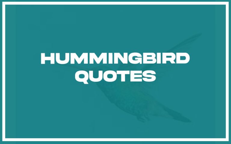 113 Best Hummingbird Quotes (with Commentary) - Burning For Success