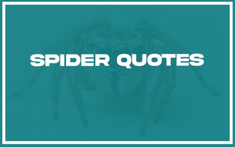 151 Best Spider Quotes (with Commentary) - Burning For Success