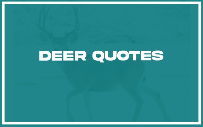 151 Best Deer Quotes (with Commentary) - Burning For Success