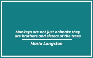 151 Best Monkey Quotes (with Commentary) - Burning For Success