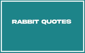 151 Best Rabbit Quotes (with Commentary) - Burning For Success