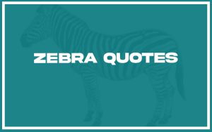 151 Best Zebra Quotes (with Commentary) - Burning For Success