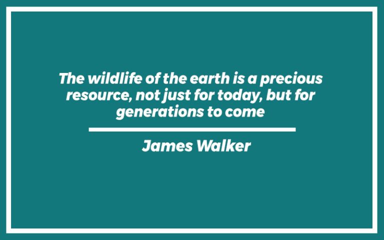 151 Best Wildlife Quotes (with Commentary) - Burning For Success