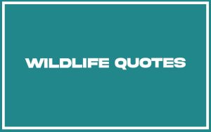 151 Best Wildlife Quotes (with Commentary) - Burning For Success