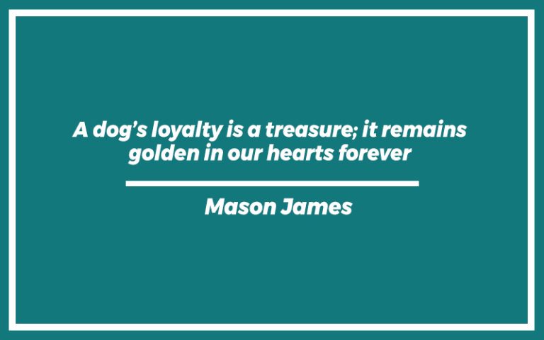 151 Best Rainbow Bridge Dog Quotes (with Commentary) - Burning For Success