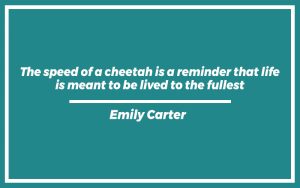 151 Best Cheetah Quotes (with Commentary) - Burning For Success