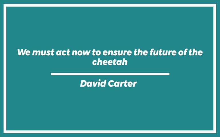 151 Best Cheetah Quotes (with Commentary) - Burning For Success