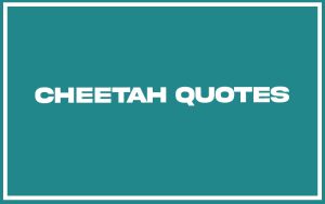 151 Best Cheetah Quotes (with Commentary) - Burning For Success