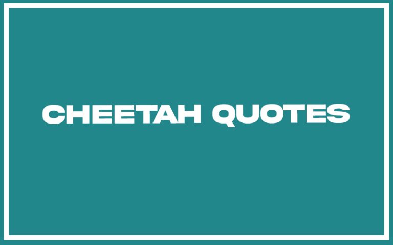 151 Best Cheetah Quotes (with Commentary) - Burning For Success