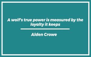 151 Best Wolf Quotes (with Commentary) - Burning For Success